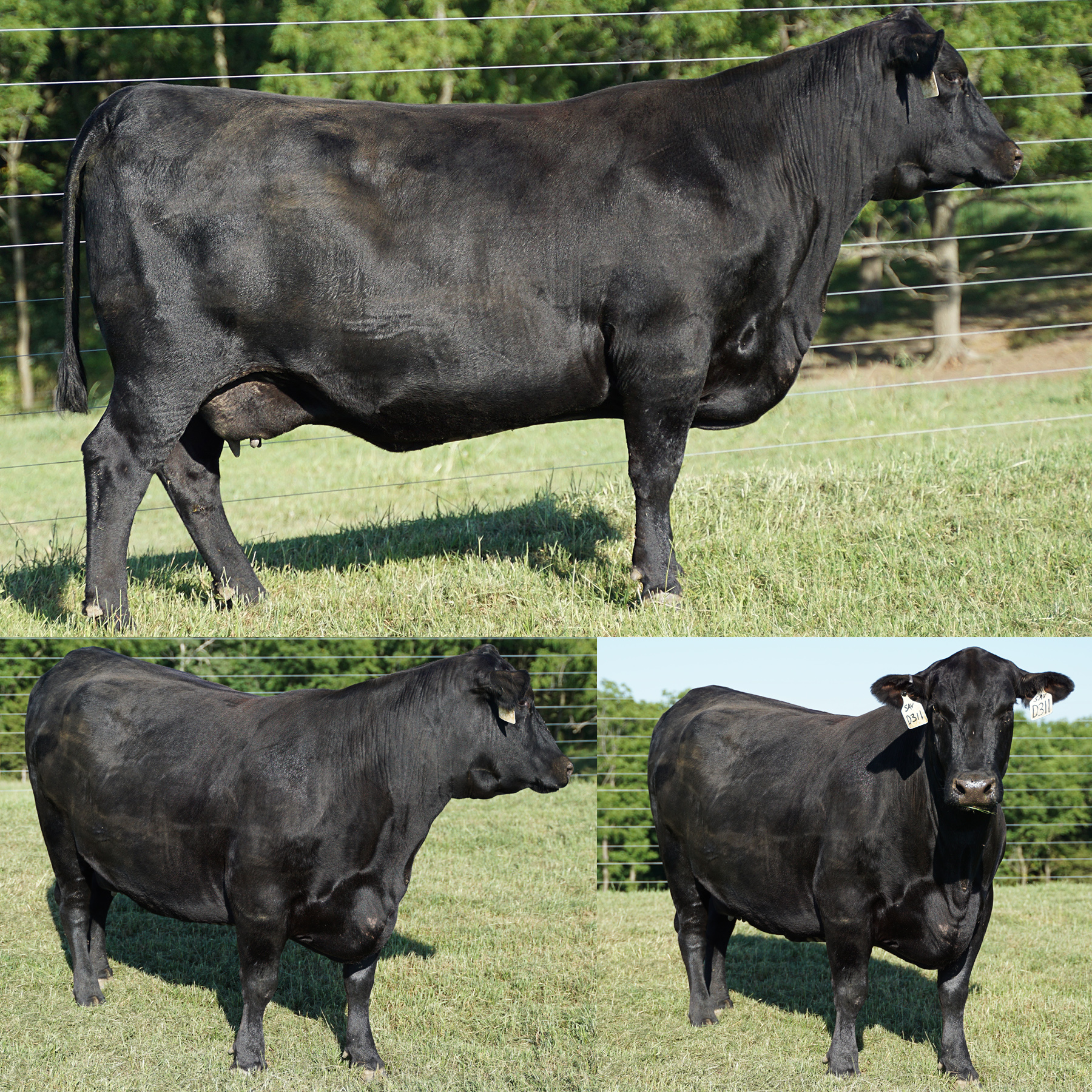 Blackcap May Scheckel D311 - J.J. Scheckel Angus Breeder