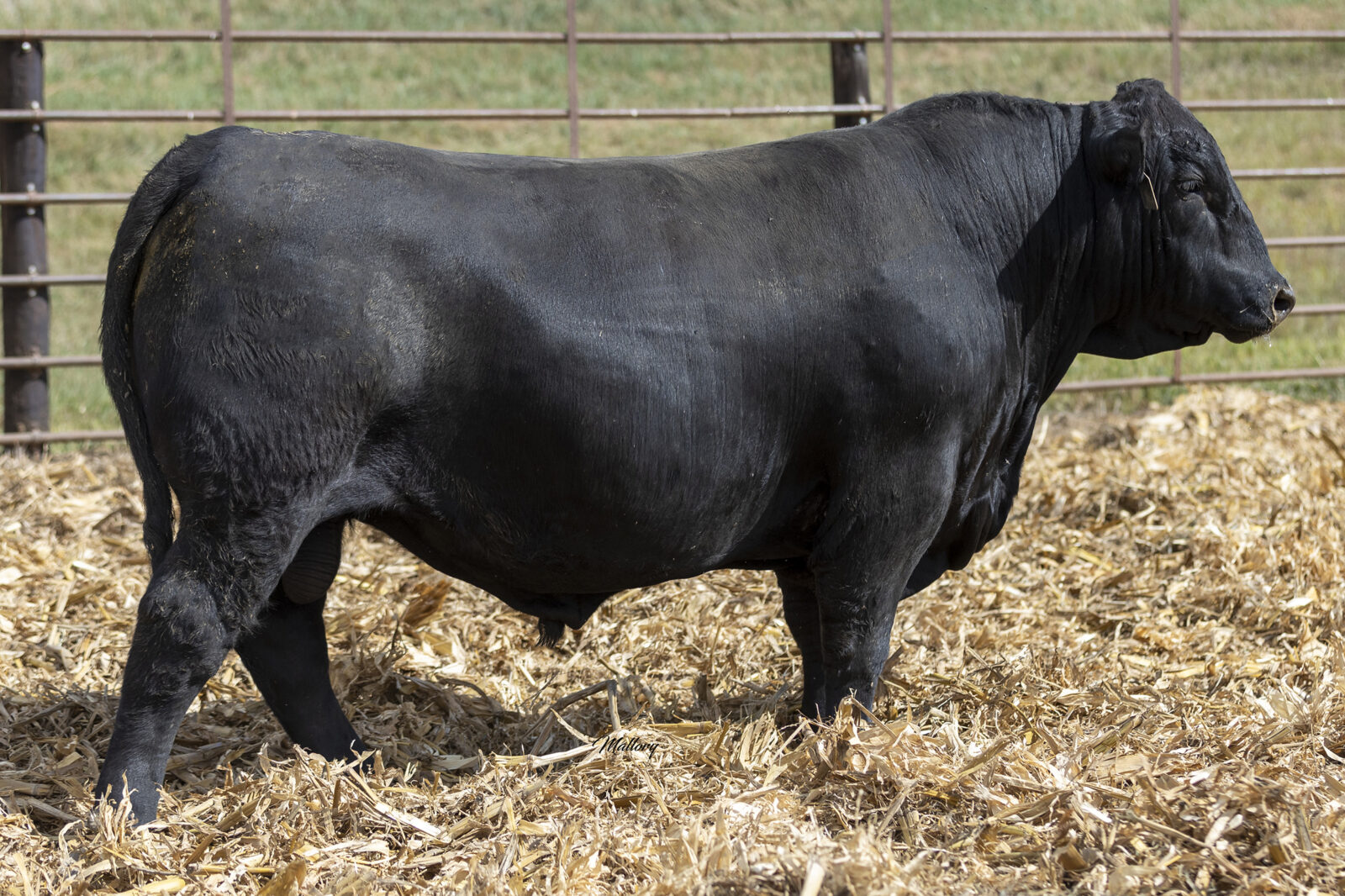 HERD BULLS - J.J. Scheckel Angus Breeder