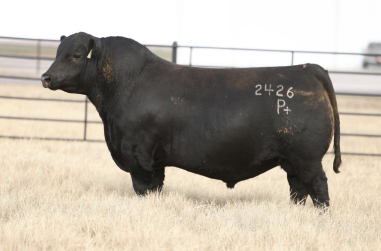 HERD BULLS - J.J. Scheckel Angus Breeder